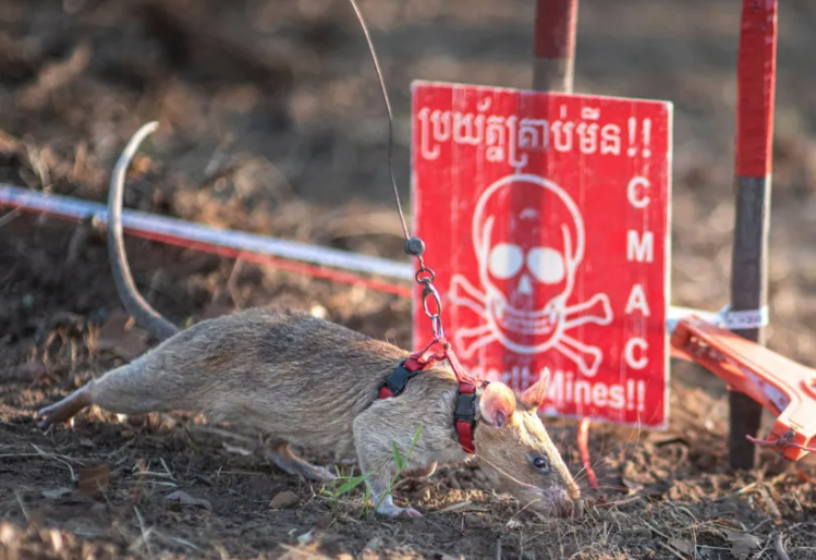 Hands Free – Suncream for Rats – McNally's Miscellany